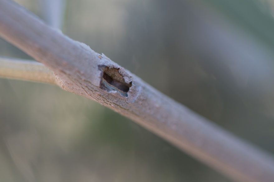 Barrenillo del olivo - Olearum