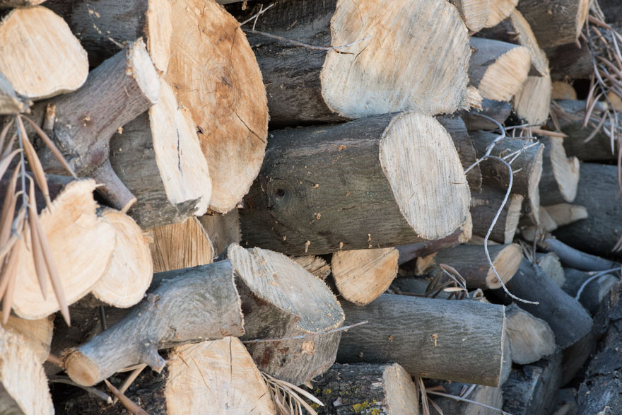 Barrenillo del olivo - Olearum